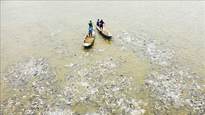 China expected to remain largest importer of Vietnamese pangasius in ...