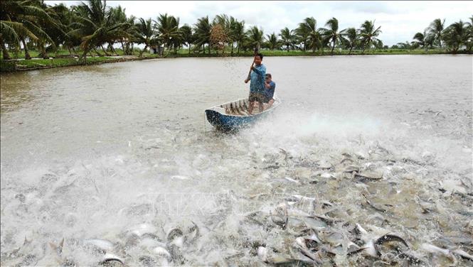 China expected to remain largest importer of Vietnamese pangasius in ...
