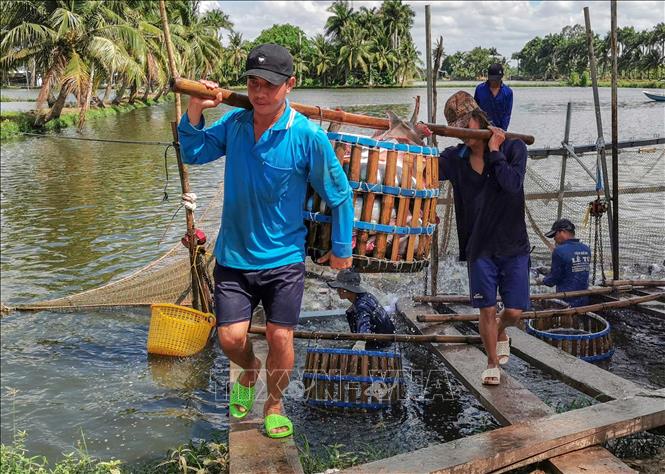 Tra fish exports post strongest growth among fishery products - VNA ...