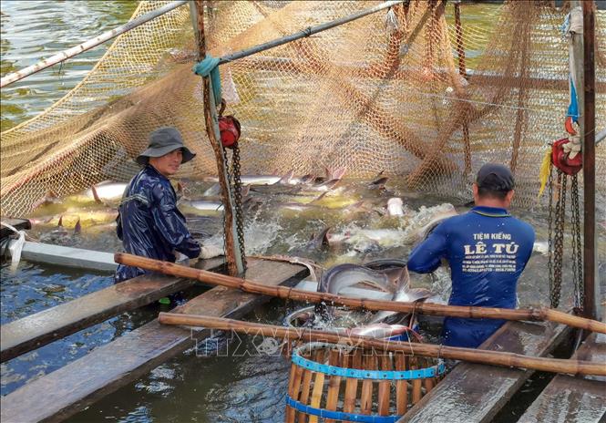 Tra fish exports post strongest growth among fishery products - VNA ...