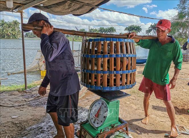 Tra fish exports post strongest growth among fishery products - VNA ...