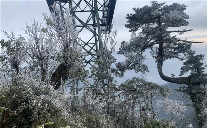 Frost covers Fansipan Mountain peak in Lao Cai - VNA Photos - Vietnam ...