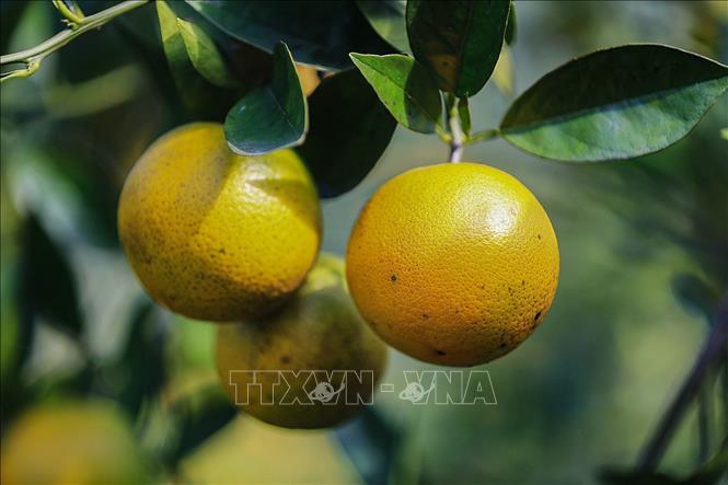 Hòa Bình: Mùa thu hoạch cam Cao Phong - Ảnh thời sự trong nước - Kinh tế - Thông tấn xã Việt Nam ...