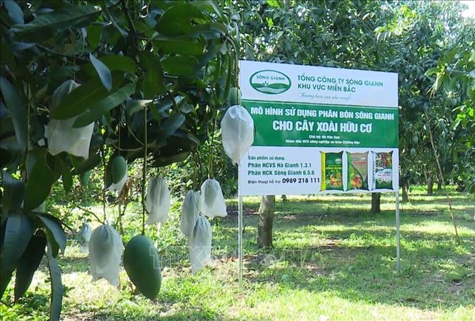 Vietnam - Third largest mango exporter to RoK - VNA Photos - Vietnam ...