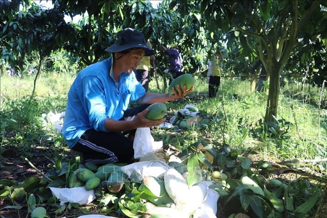 Vietnam - Third largest mango exporter to RoK - VNA Photos - Vietnam ...
