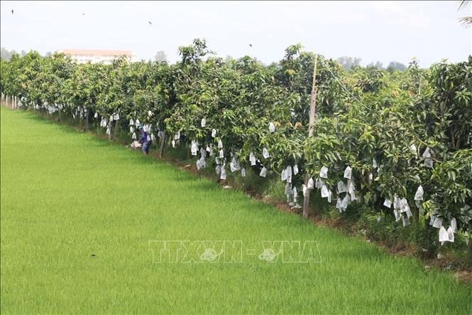 Vietnam - Third largest mango exporter to RoK - VNA Photos - Vietnam ...