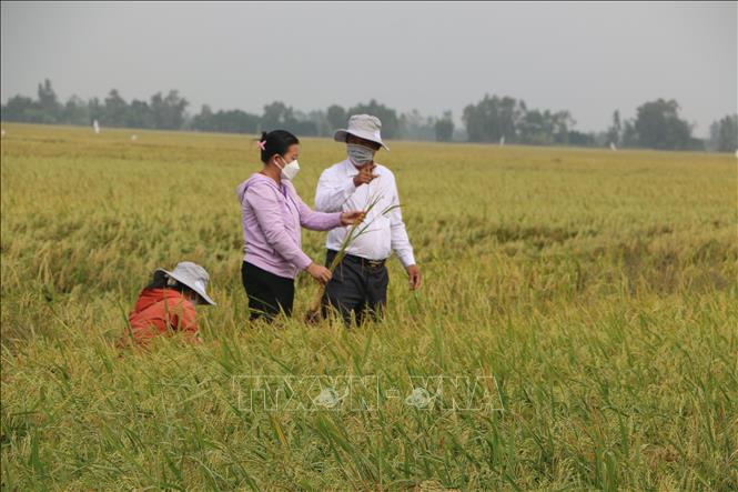 Long An: Tăng cường nhiều biện pháp phòng trừ muỗi hành trên cây lúa ...