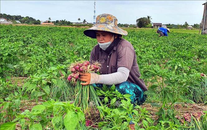 Sóc Trăng khuyến cáo nông dân trồng xen canh cây màu khác với hành tím ...