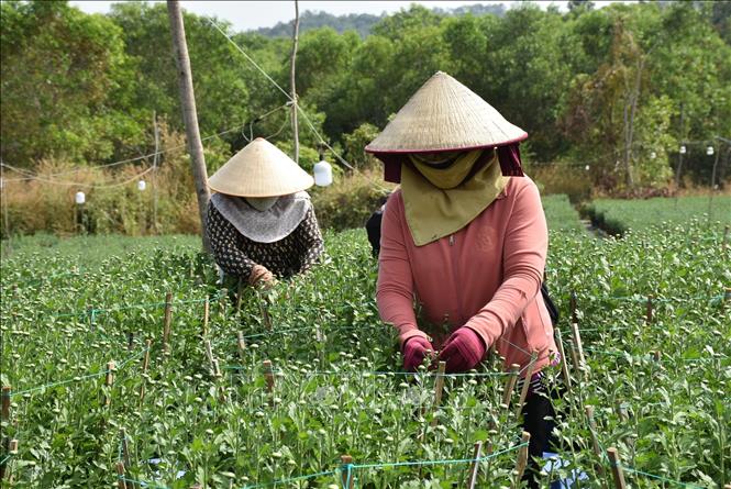 Ba Ria-Vung Tau: Traditional craft villages buzzing ahead of Tet - Ảnh ...