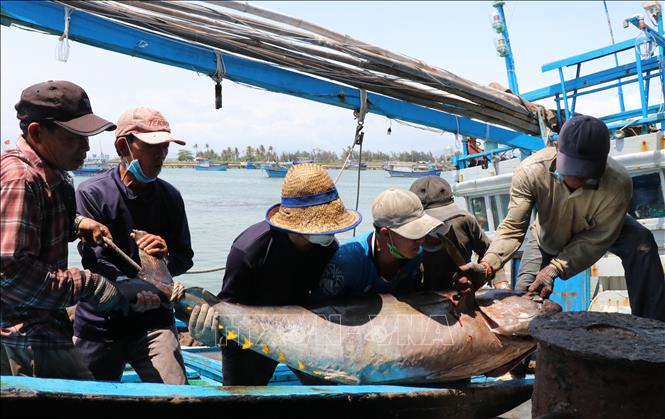 Tuna becomes billion-dollar export for first time: VASEP - VNA Photos ...