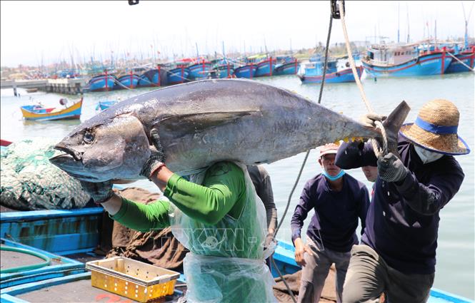 Tuna becomes billion-dollar export for first time: VASEP - VNA Photos ...
