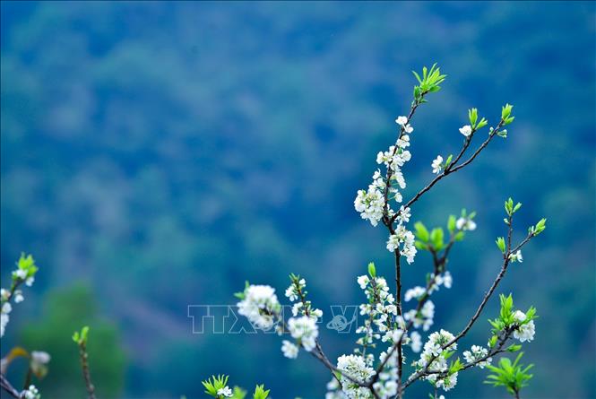 Mùa hoa mận trên cao nguyên đá Hà Giang - Ảnh thời sự trong nước - Văn ...