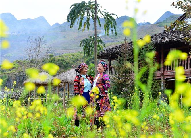 Golden canola flowers welcome spring in Ha Giang rocky plateau - VNA ...