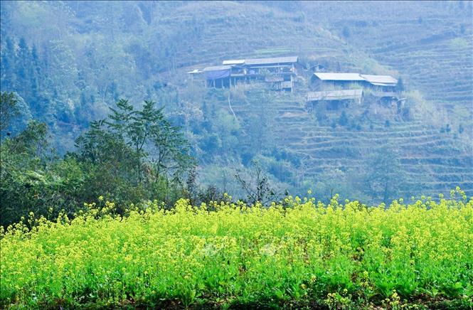 Golden canola flowers welcome spring in Ha Giang rocky plateau - VNA ...