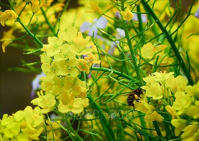 Golden canola flowers welcome spring in Ha Giang rocky plateau - VNA ...