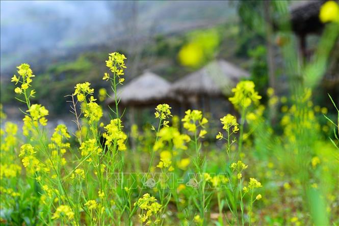 Golden canola flowers welcome spring in Ha Giang rocky plateau - VNA ...