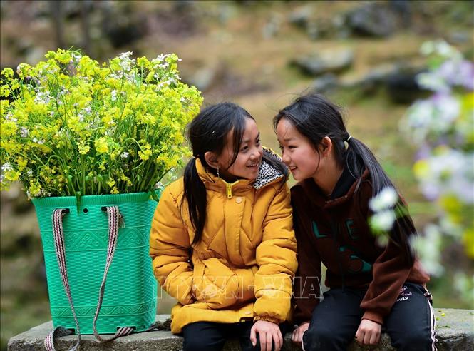 Golden canola flowers welcome spring in Ha Giang rocky plateau - VNA ...