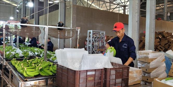 Good signs seen in fruit, vegetable export - VNA Photos - Vietnam News ...