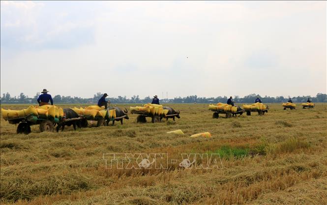 Buffalo rice soldiers in Mekong delta province - VNA Photos - Vietnam ...