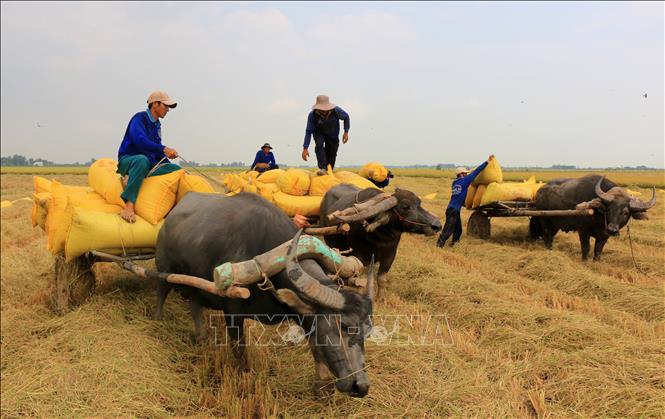 Buffalo rice soldiers in Mekong delta province - VNA Photos - Vietnam ...