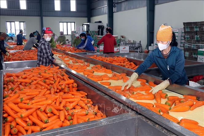 Processed fruits, vegetables enter one-billion-USD export club - VNA ...