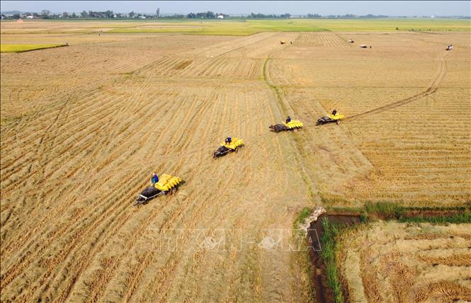 Buffalo rice soldiers in Mekong delta province - VNA Photos - Vietnam ...