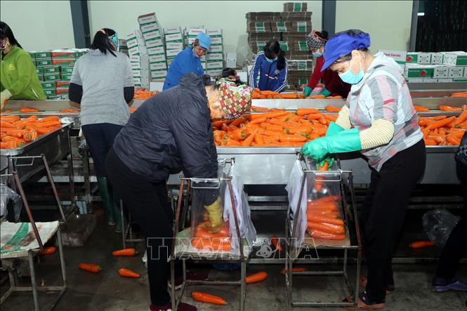 Processed fruits, vegetables enter one-billion-USD export club - VNA ...