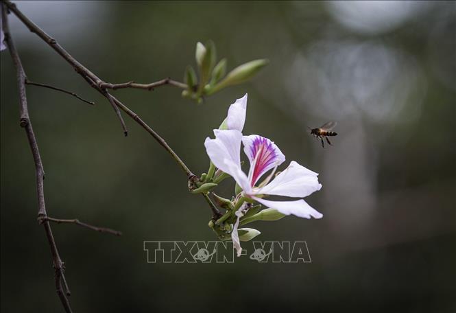 Ban flowers season in northern Vietnam - VNA Photos - Vietnam News ...