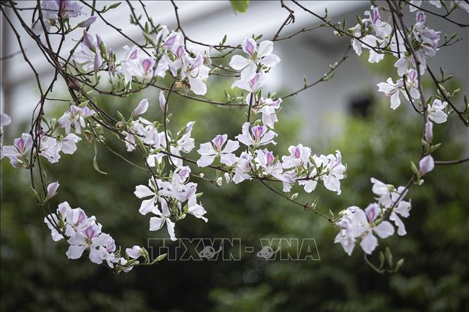 Ban flowers season in northern Vietnam - VNA Photos - Vietnam News ...