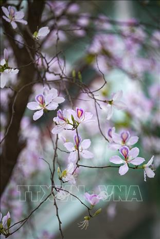 Ban flowers season in northern Vietnam - VNA Photos - Vietnam News ...