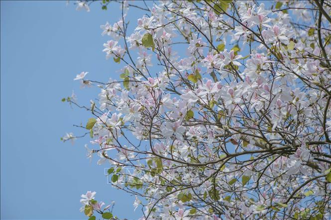 Ban flowers season in northern Vietnam - VNA Photos - Vietnam News ...