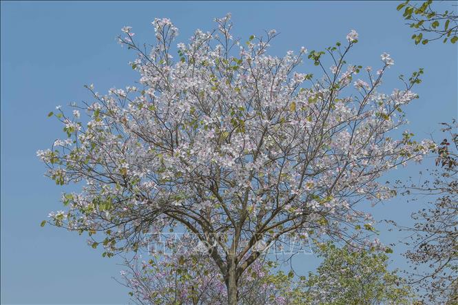 Ban flowers season in northern Vietnam - VNA Photos - Vietnam News ...