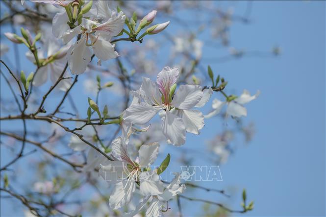 Ban flowers season in northern Vietnam - VNA Photos - Vietnam News ...