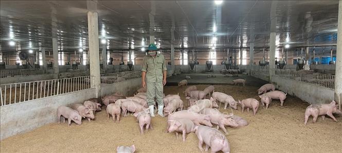 Ba Ria-Vung Tau applies high technology in farm economic development ...