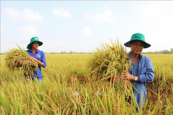 Vietnam to develop 1 million ha of low-emission high-quality rice by ...