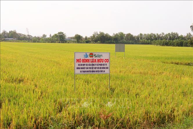 Vietnam to develop 1 million ha of low-emission high-quality rice by ...