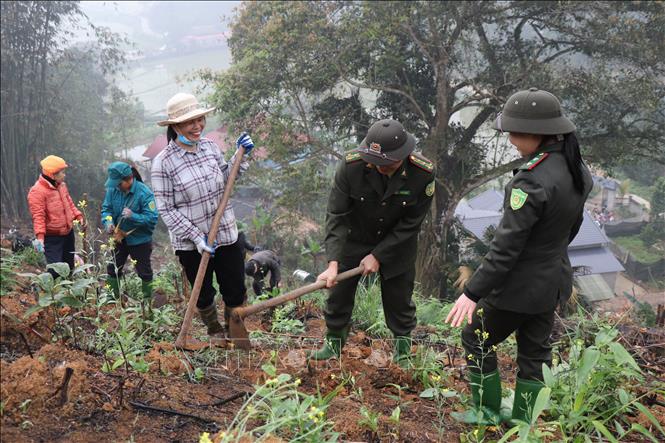Newly planted forest area increases 4.7% in Q1 - VNA Photos - Vietnam ...
