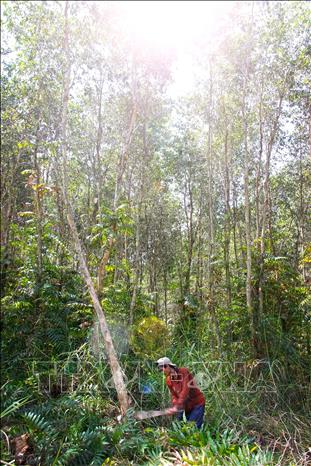 Mekong Delta to increase forest cover - VNA Photos - Vietnam News ...