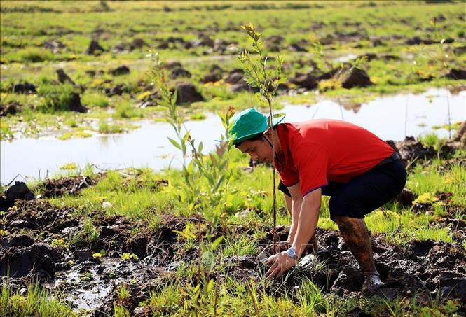 Mekong Delta to increase forest cover - VNA Photos - Vietnam News ...
