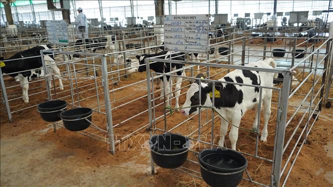 Vinamilk plans higher revenue, looks to build cow farms in Philippines ...