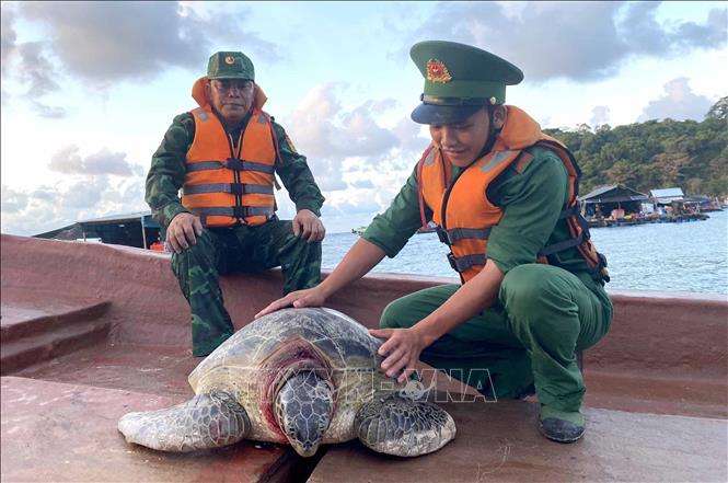 Endangered turtle released back to sea in Mekong Delta region - VNA ...