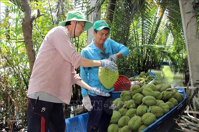 Durian exports forecast to boom - VNA Photos - Vietnam News Agency (VNA)