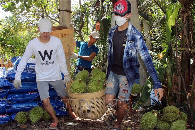 Durian exports forecast to boom - VNA Photos - Vietnam News Agency (VNA)
