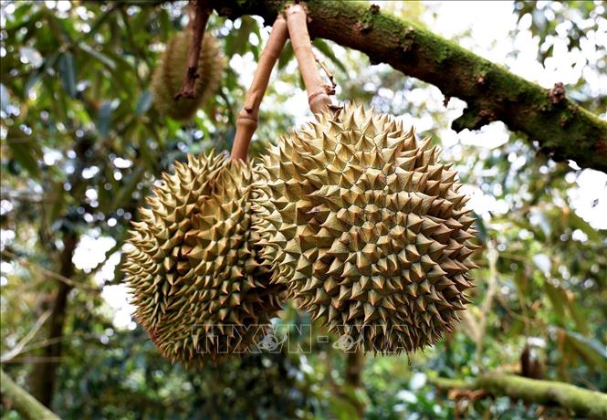 Export of Vietnamese fruits, vegetables sweeter by the day - VNA Photos ...