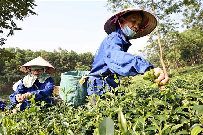 Phú Thọ: Trồng chè hữu cơ, Hợp tác xã chè Cẩm Mỹ được biểu dương toàn ...