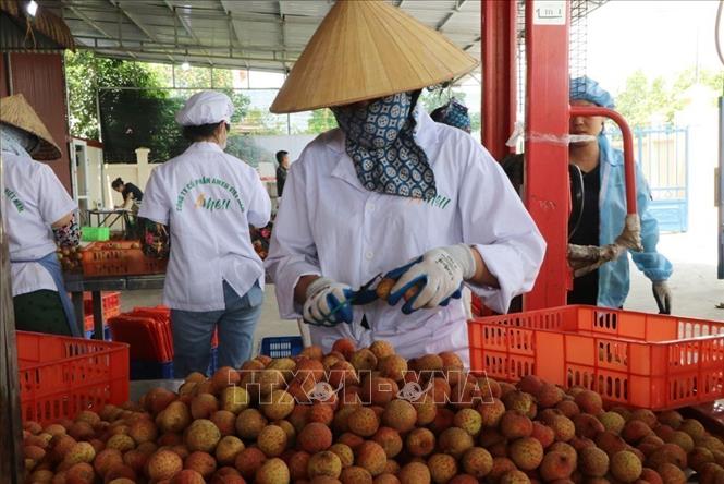 Vietnamese lychee, longan eye bigger market share in Singapore - VNA ...