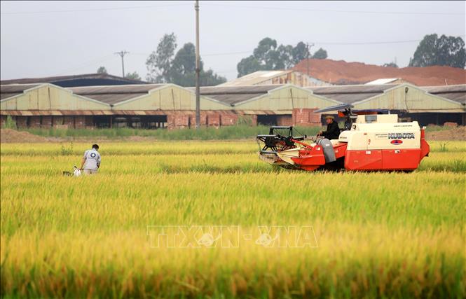 Thái Bình khẩn trương thu hoạch lúa Xuân - Ảnh thời sự trong nước ...