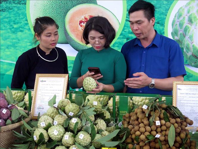 Thái Nguyên: Khai mạc Lễ hội "Võ Nhai mùa na chín" - Ảnh thời sự trong ...