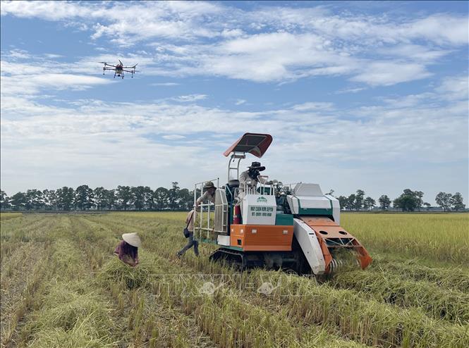 Organic rice farming yields fruits - VNA Photos - Vietnam News Agency (VNA)