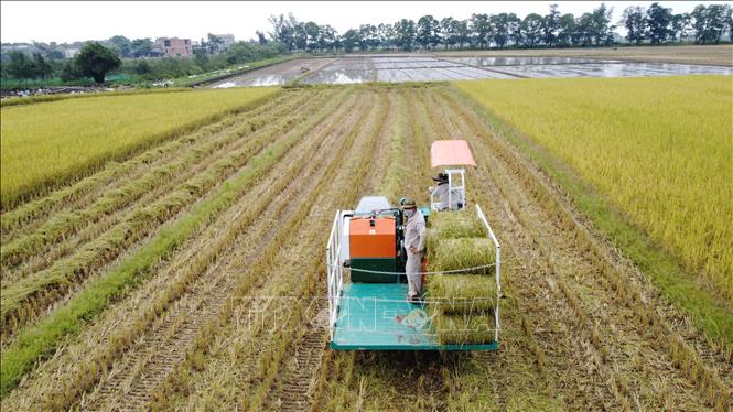 Organic rice farming yields fruits - VNA Photos - Vietnam News Agency (VNA)